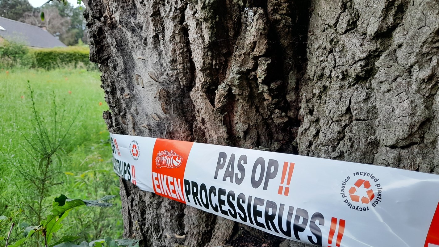 44 nesten van eikenprocessierupsen al verwijderd - Geel FM
