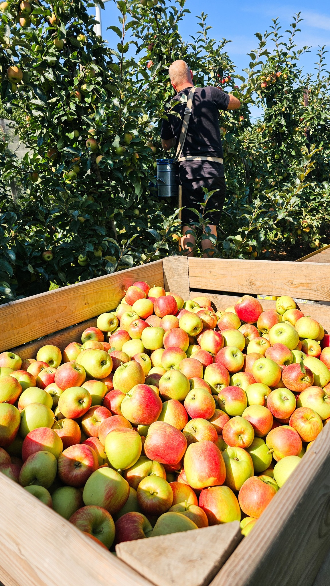 Recordoogst appelen bij Fruit Helsen - Geel FM