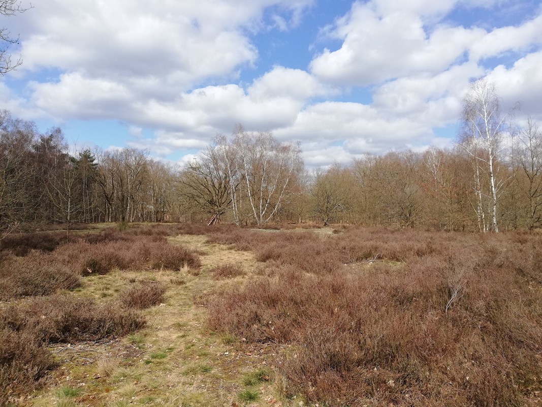 Meer biodiversiteit door heideherstel in speelbos Engels Kamp - Geel FM